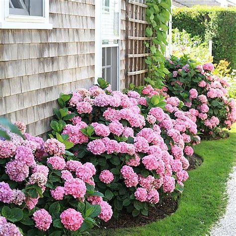 23 Hydrangea Border Garden Ideas Worth A Look Sharonsable