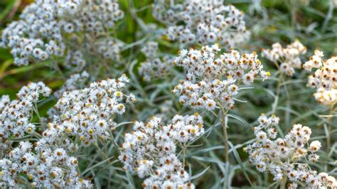 How To Plant Grow And Care For Pearly Everlasting
