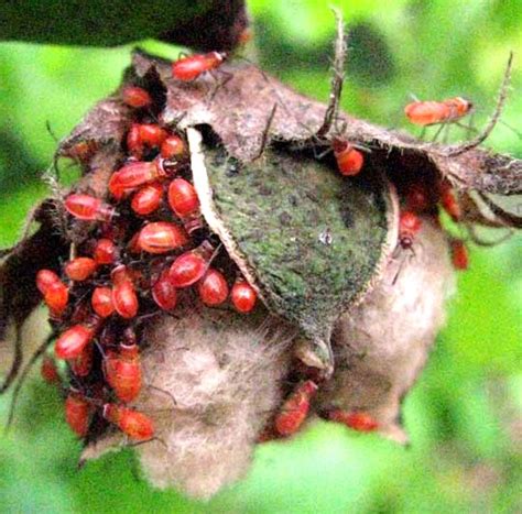 Red Cotton Bug Damage Symptoms And Control Measure
