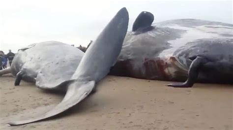 Huge Sperm Whale Found Washed Up On Uk Beach Explodes During Grisly