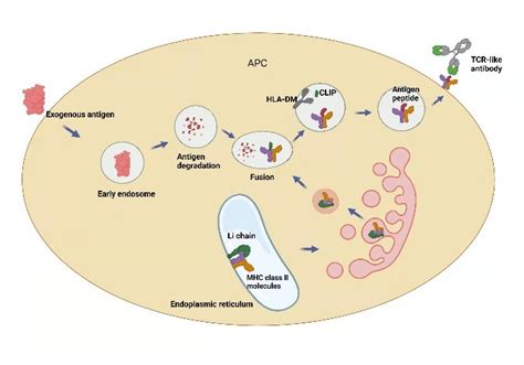 Tcr Like Antibodies Creative Diagnostics