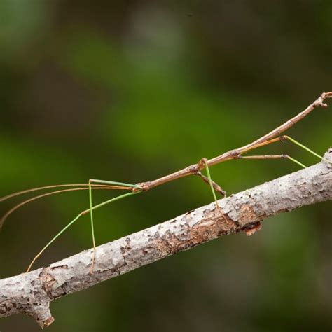 Discover Ghost Insect Lifecycle Diet Facts And More Bugbrief