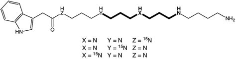 4 15 N Labeled Polyamine Derivatives Download Scientific Diagram