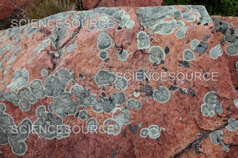 Map Lichen Stock Image Science Source Images