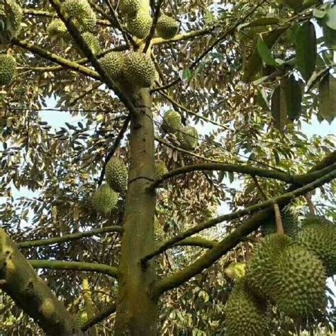 榴莲苗批发采购榴莲苗供应榴莲苗价格榴莲苗批发网 惠农网