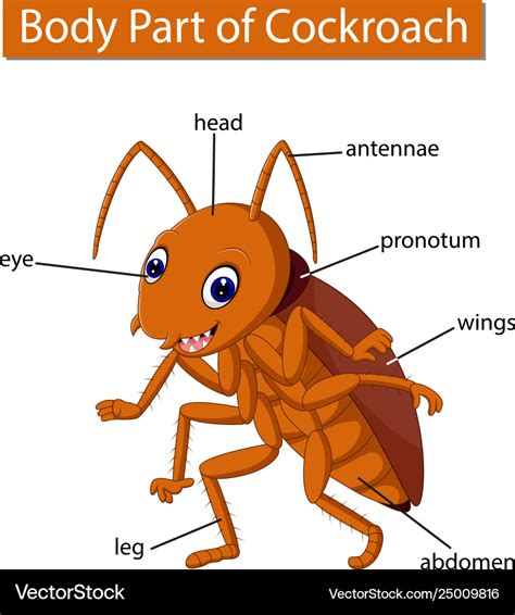 Cockroach Body Parts Cockroach Pictures Photo Gallery With Images