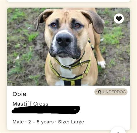 Crossbreeds Crossbreeds Everywhere Rbanpitbulls