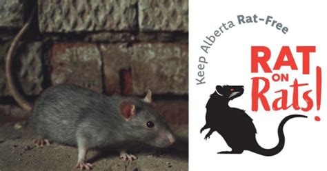 Rat On Rats Alberta Launches Campaign To Keep Province Rat Free