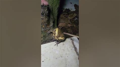 Ểnh ương ếch ụ Thái Lan Youtube