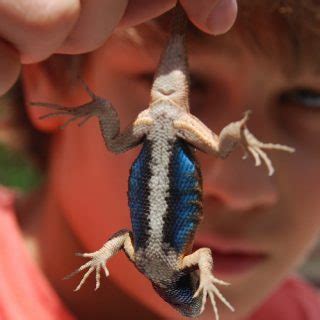 Eastern Fence Lizard Facts And Pictures