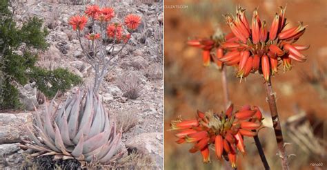 Aloe Hereroensis Sand Aloe World Of Succulents
