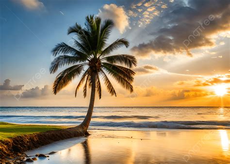 Palm Tree Sunset Wallpaper