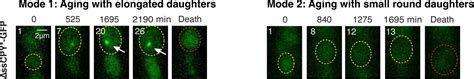 Figures And Data In Age Dependent Aggregation Of Ribosomal Rna Binding Proteins Links
