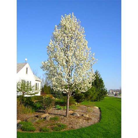 Pear Tree Image