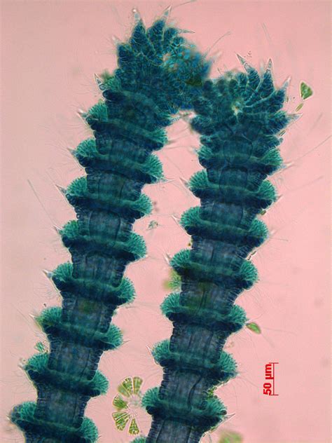 South African Seaweeds South Coast