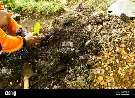 A Man Is Planting Plant Seeds In A Cup Using Soil Mixed With Natural