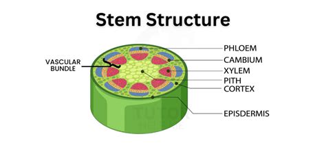 Plant Anatomy Roots Stems And Leaves Tutorhelpme