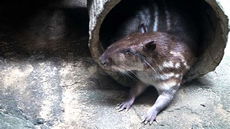 Cuniculus Spotted Paca Stock Image Colourbox