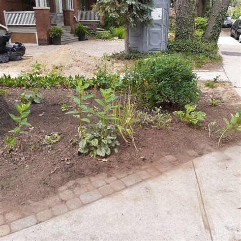 Garden Muses A Small Toronto Gardening Services Company Blog 2021