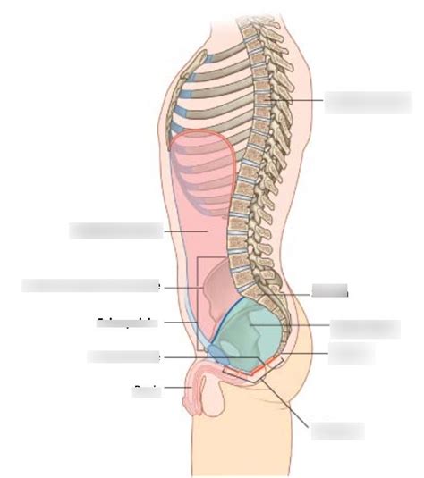 Abdominal And Pelvic Cavities Diagram Quizlet