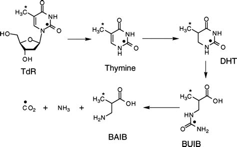 Thymidine Catabolism In Vivo The Labeled Species For Ring 2 And