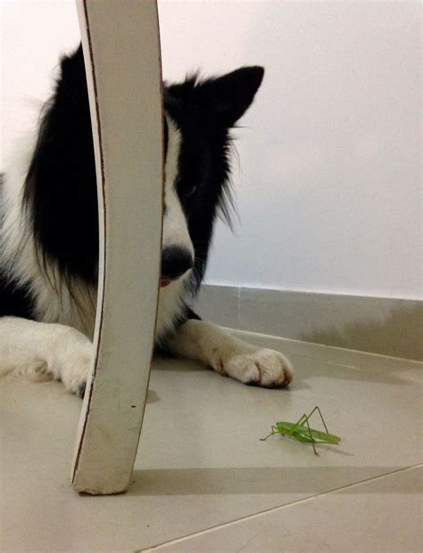 Border And The Grasshopper