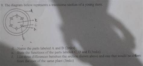 Solved 9 The Diagram Below Represents A Transverse Section Of A Young Stem D Name The Parts