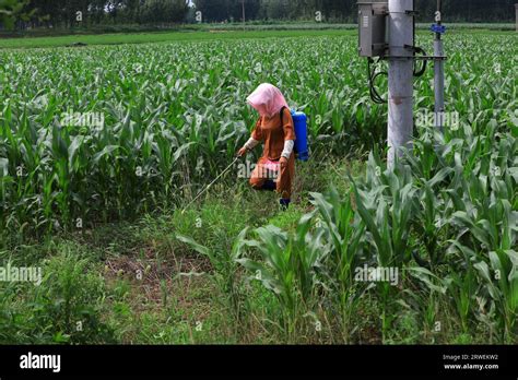 Rural Women Spray Insecticides On Corn Fields In North China Stock