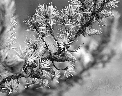 Jack Pine Leaf Jack Pine In Spring