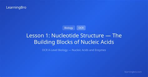 Lesson 1 Nucleotide Structure — The Building Blocks Of Nucleic Acids