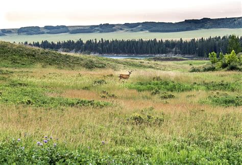Glenbow Ranch Provincial Park Deer Free Photo On Pixabay Pixabay