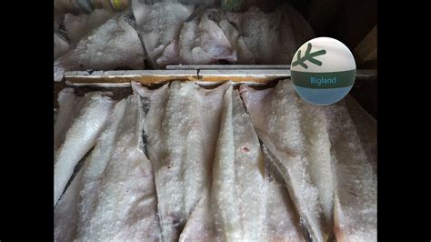 How To Prepare Corned Cod For The Table Lightly Salt Cured Cod Youtube