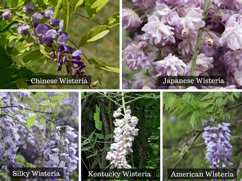 Different Types Of Wisteria Wisteria Hysteria How To Grow And Choose