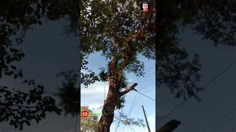 Sami Ka Ped Original Ytshort Ytviral Shorts Youtubeshort