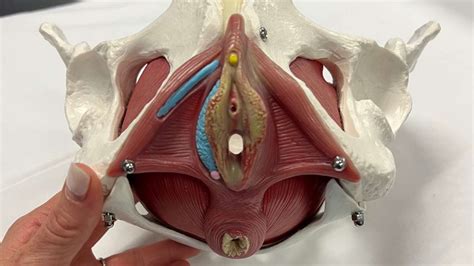 Pelvic Muscles Anatomy How To Strengthen Your Pelvic Floor Hamilton