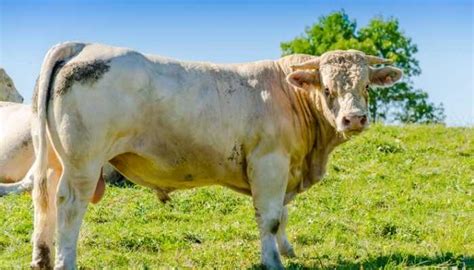 Can Male Cows Produce Milk Farming Base