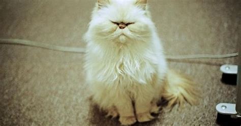 Just My Cats Mustache Imgur