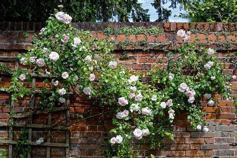 20 Beautiful Flowering Vines For Your Yard