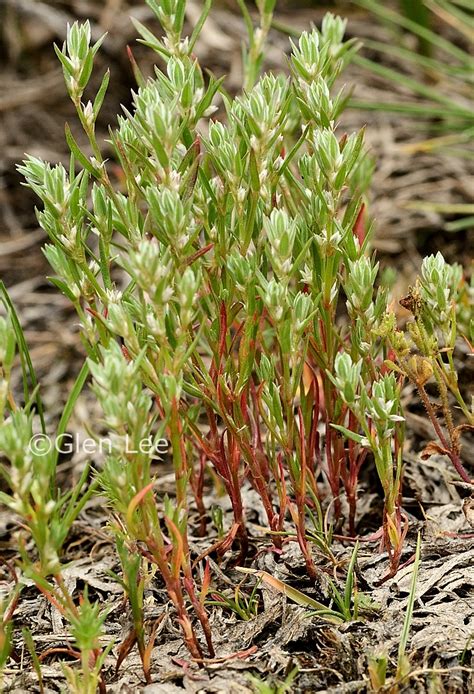 Polygonum Polygaloides Ssp Confertiflorum Photos Saskatchewan Wildflowers