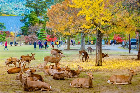 Two Days In Nara Temples Deer And Culture Guide Trip To Japan