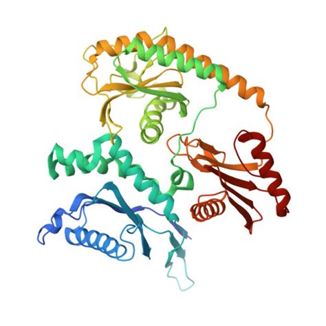 Rcsb Pdb 9l0d Cryo Em Structure Of The Human Mon1accz1c18orf8 Complex