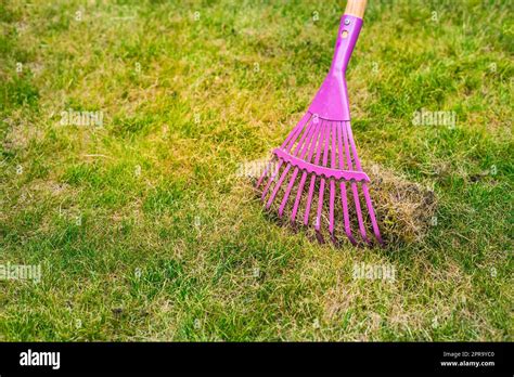 Improving The Quality Of The Lawn By Removing Old Grass And Moss Stock Improving The Quality Of The Lawn By Removing Old Grass And Moss Stock