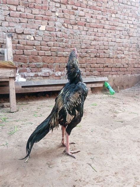 Aseel Murga Hens 1098271143