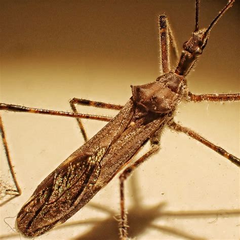 Why Is The Assassin Bug Dangerous At Lara Caley Blog