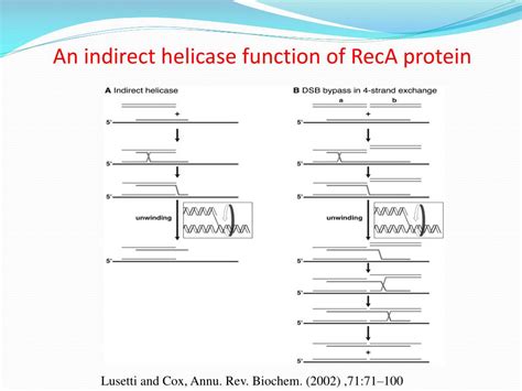 Ppt The Role Of Reca In Dna Replication Powerpoint Presentation Free