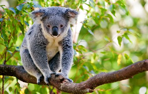 Koalas Kangaroos Fun Facts About Australias Most Beloved Marsupials Your Money Your Style