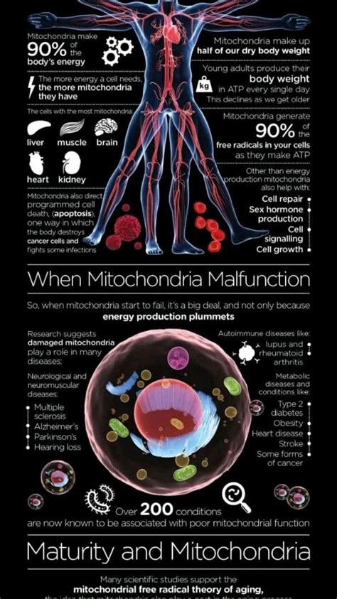 Best 13 Mitochondria And Mood Mitochondrial Dysfunction As A Key