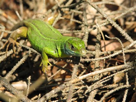 Research On Sexual Selection And Phenotypic Plasticity Anole Annals