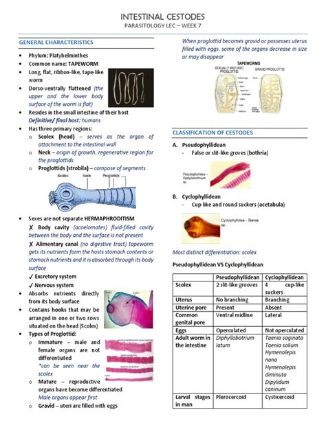 W7 Intestinal Cestodes Pdf Medical Specialties