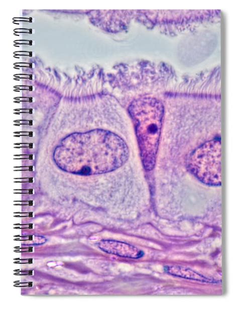 Ciliated Epithelial Cell Microscope